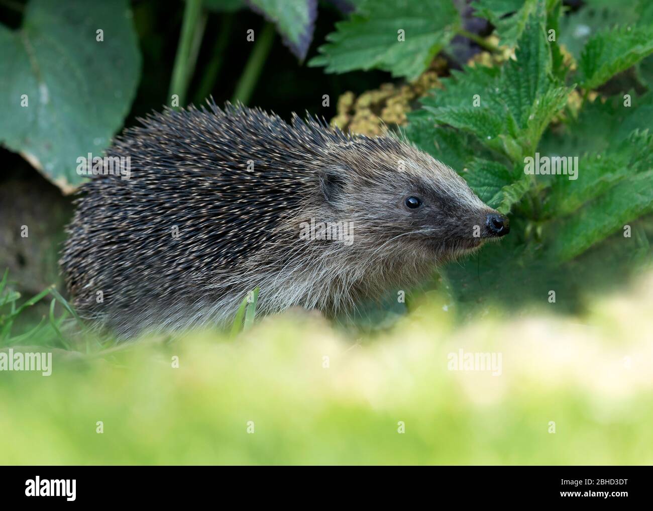 British garden hedgehog hi-res stock photography and images - Alamy