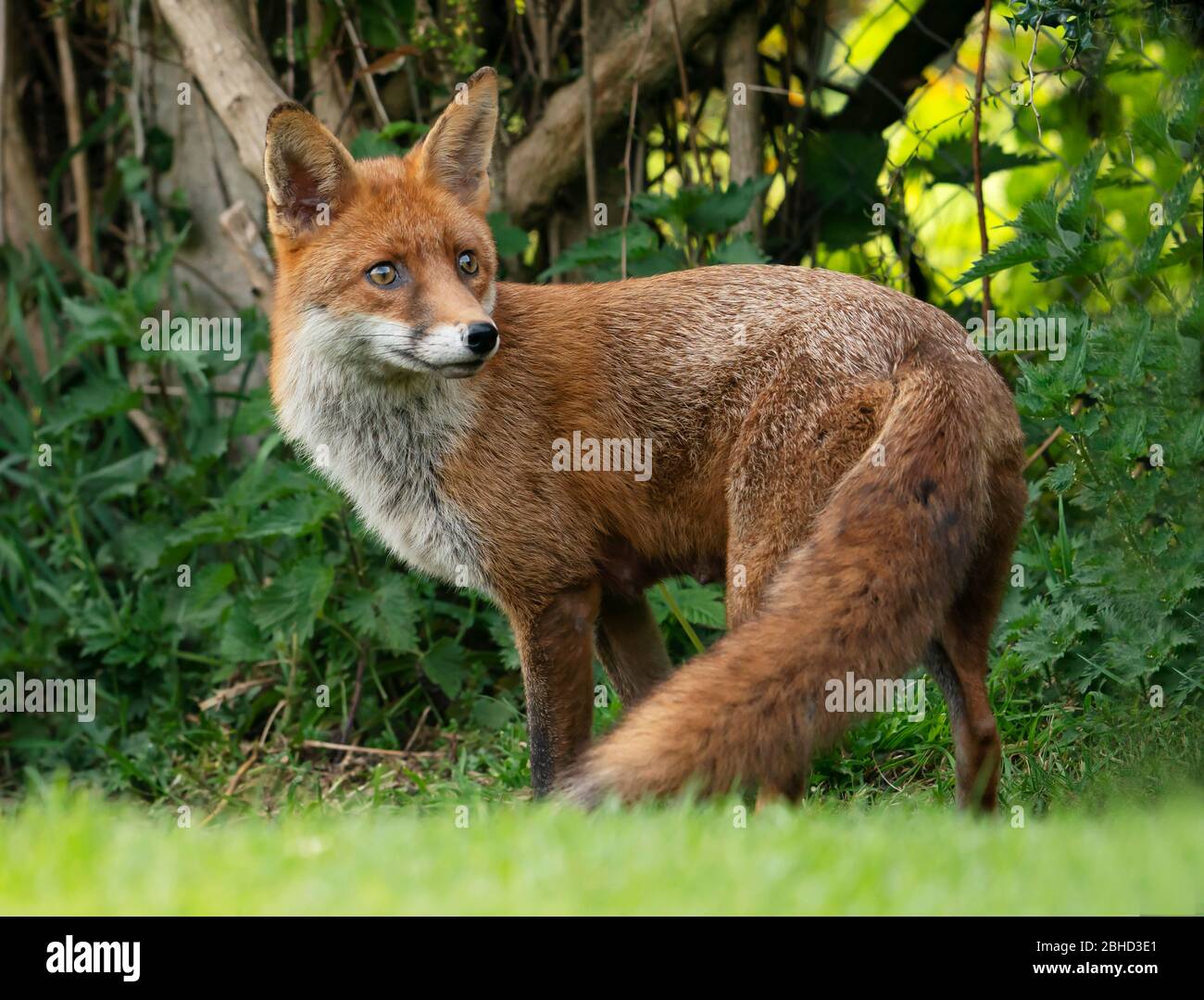 A wild female Red Fox (Vulpes vulpes) emerges from the undergrowth early evening, Warwickshire ...