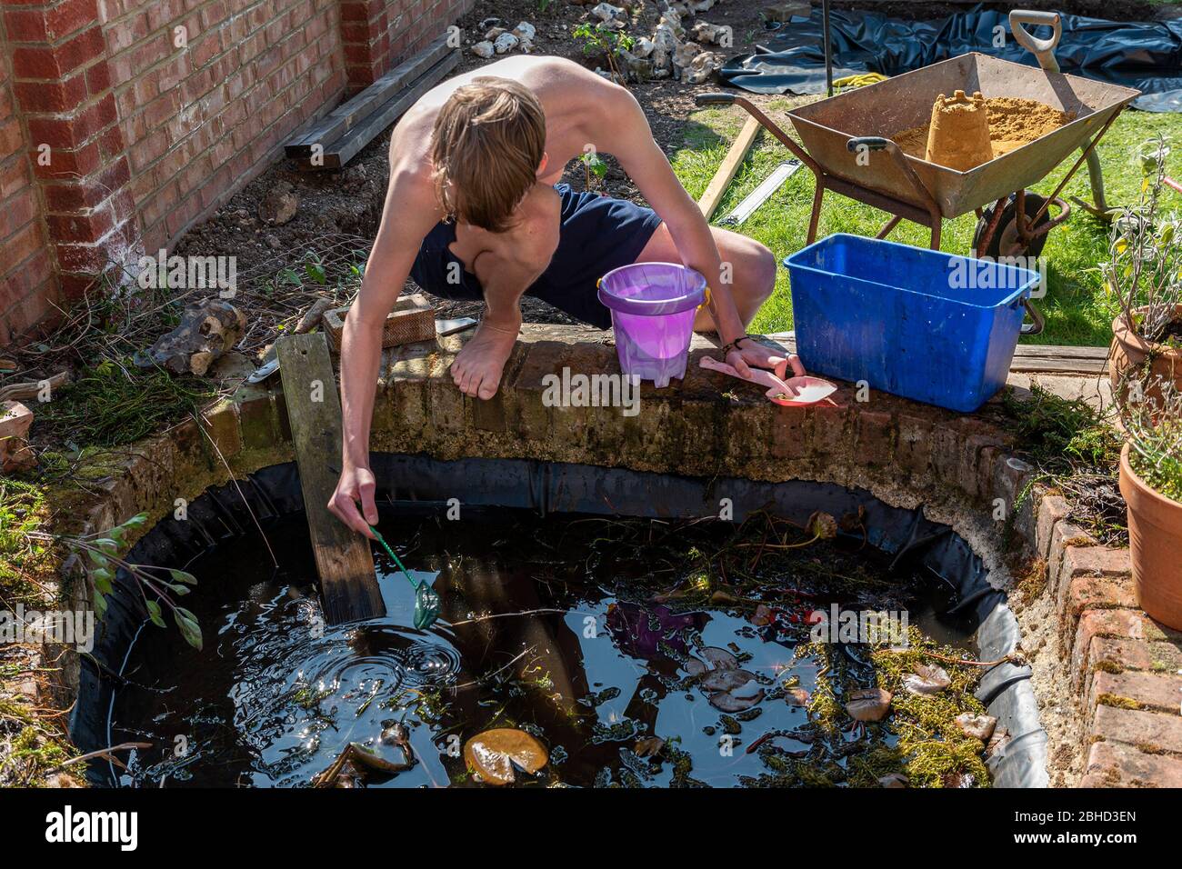 Catching newts to move to a new pond during covid-19 lock-down Stock ...