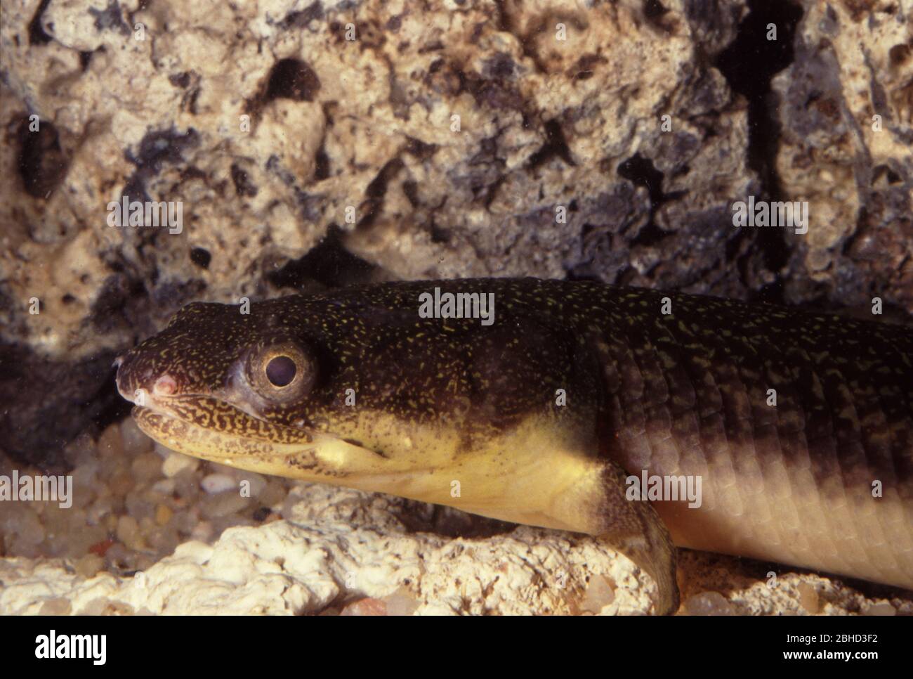 Polypterus bichir hi-res stock photography and images - Alamy