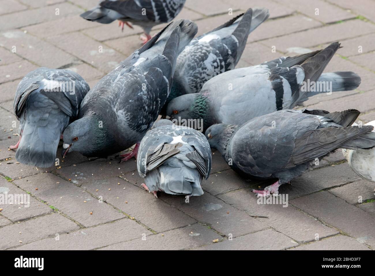 Close Up Of Pigeons Eating Stock Photo - Alamy