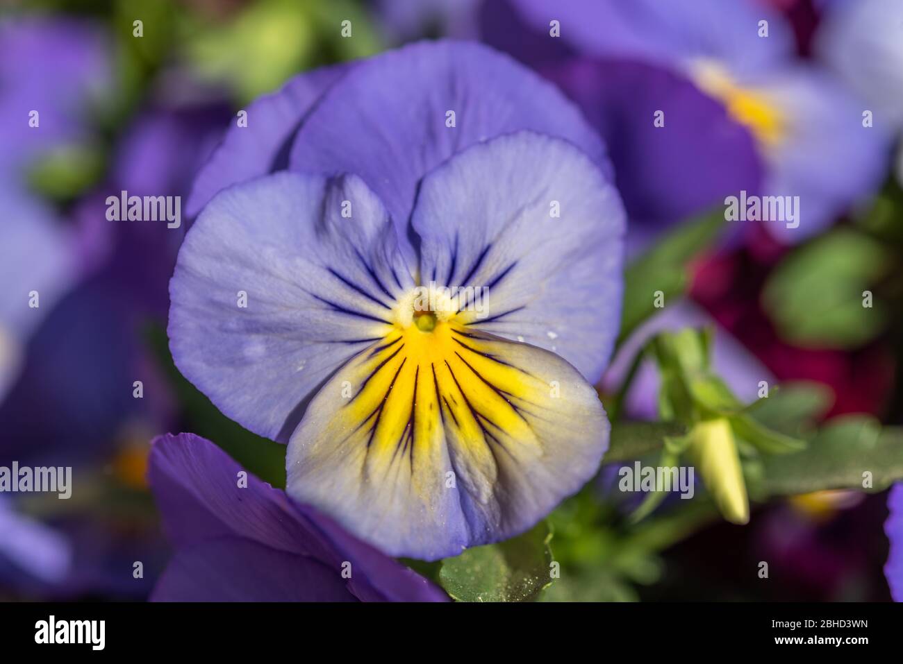 Pansy in spring hi-res stock photography and images - Alamy