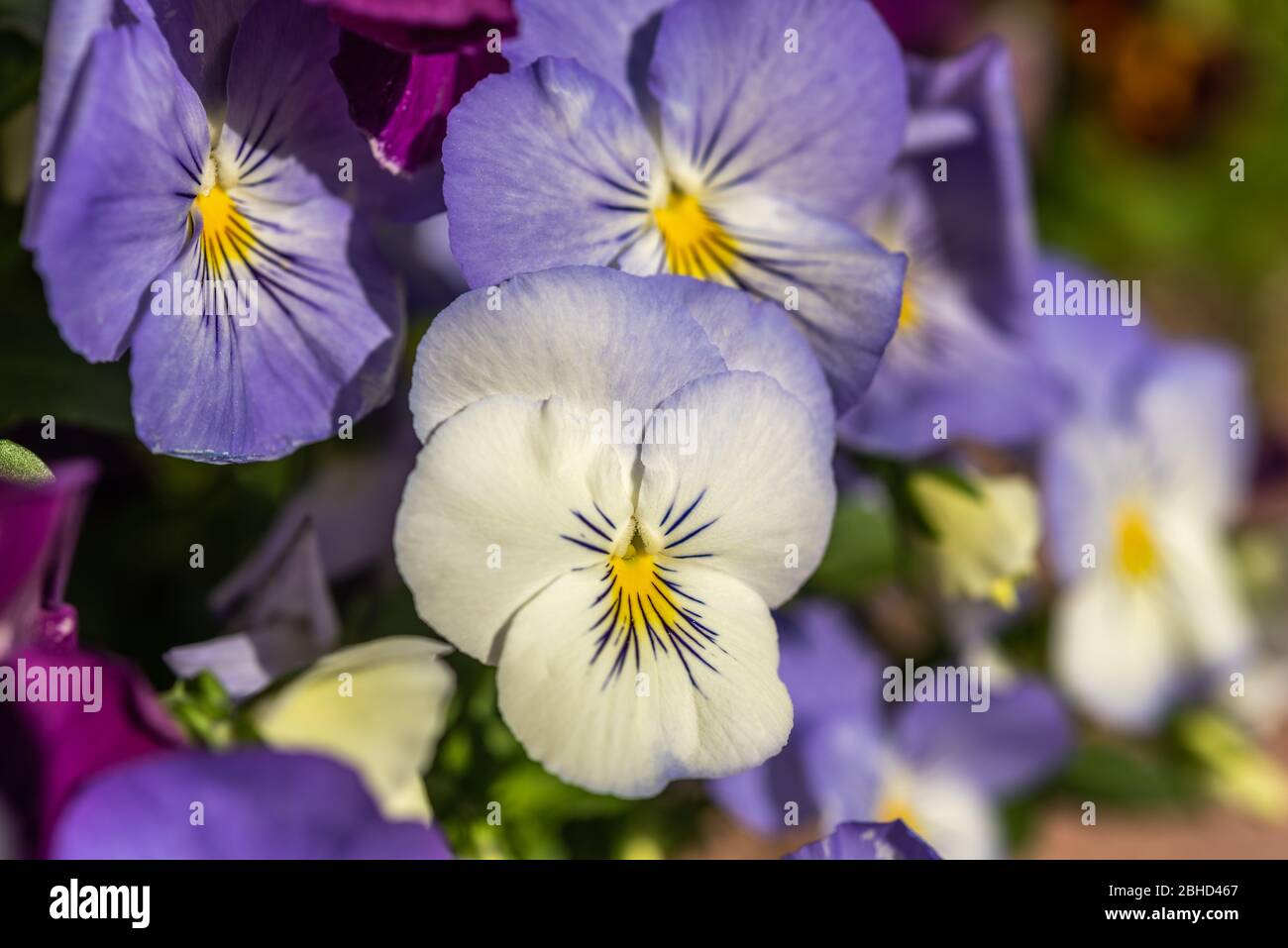 Pansy ornamental flowers in a flower box in springin a french village ...