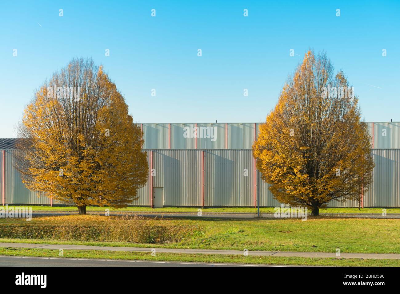 two identical alder trees in fall time Stock Photo - Alamy