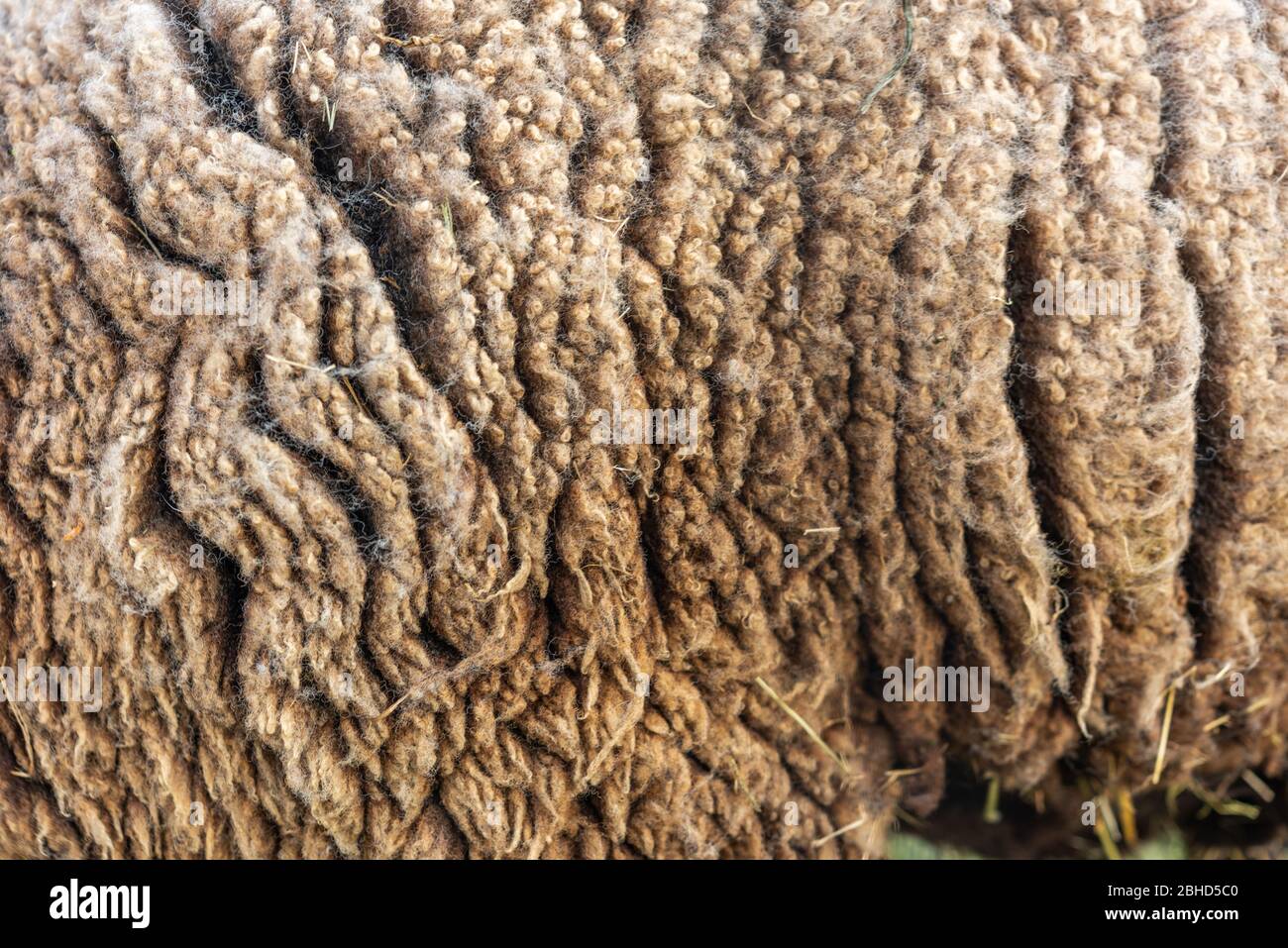 No wool sheep hi-res stock photography and images - Alamy