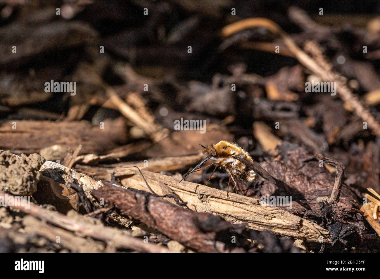 The bee-fly larva feed on ground dwelling bees grubs, laying eggs near ...