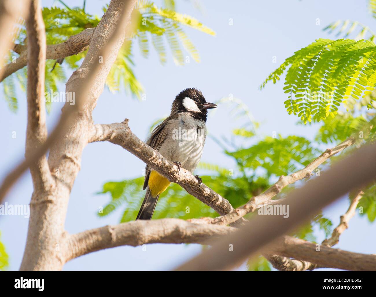 White cheeked bulbul on a thorny tree Stock Photo - Alamy