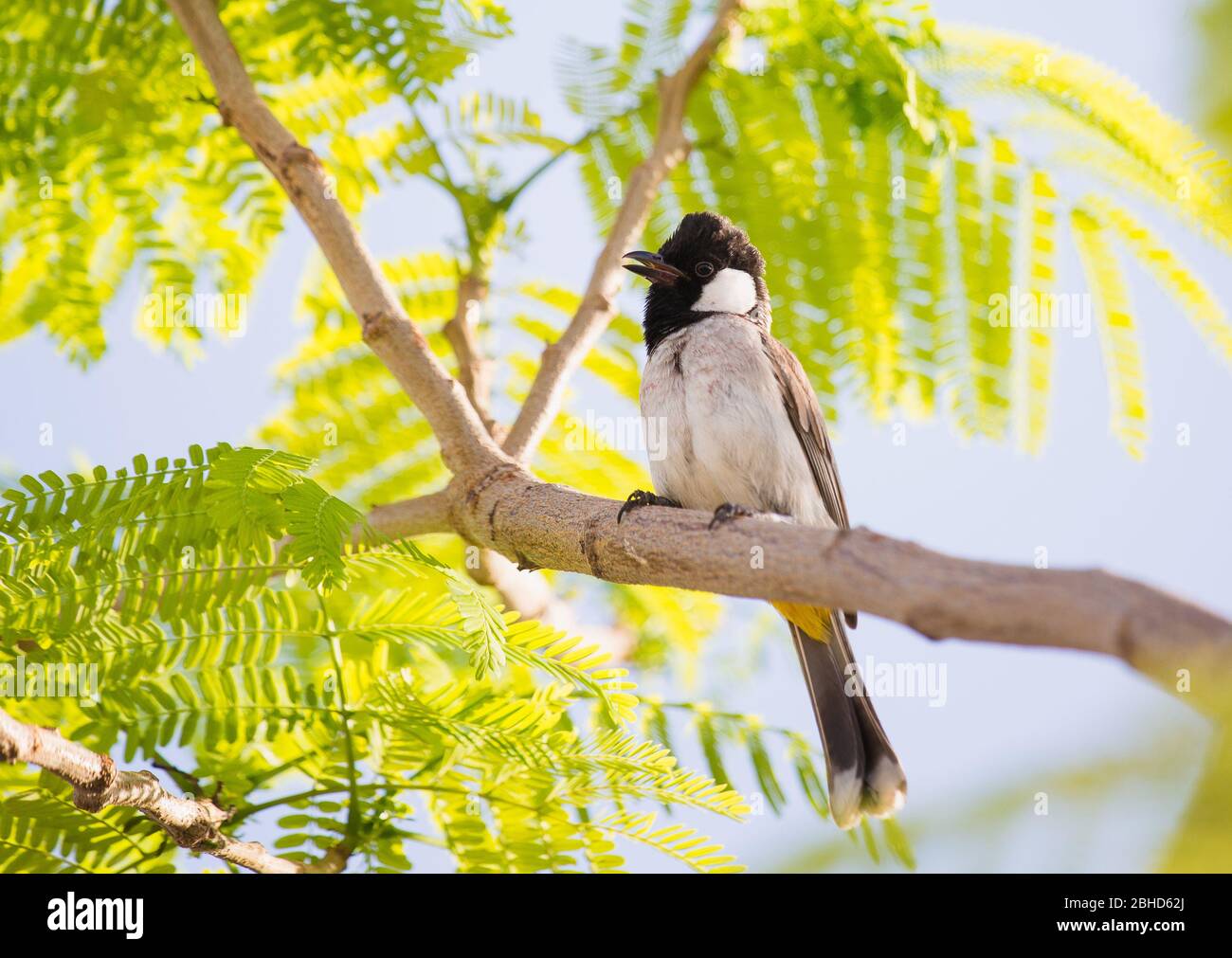 White cheeked bulbul on a thorny tree Stock Photo - Alamy