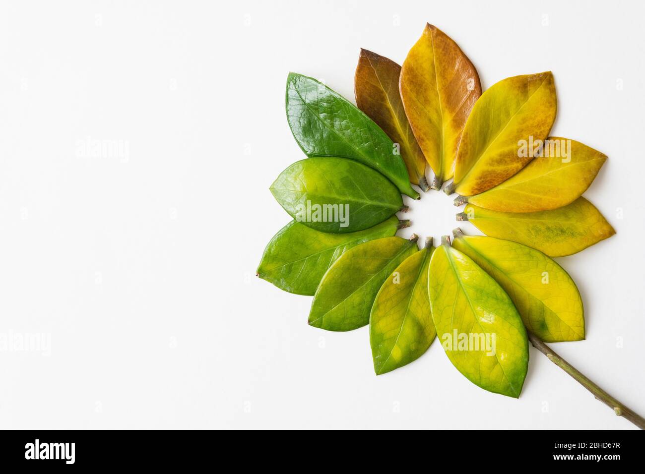 Green and yellow tree leaves arranged in the shape of a flower ...