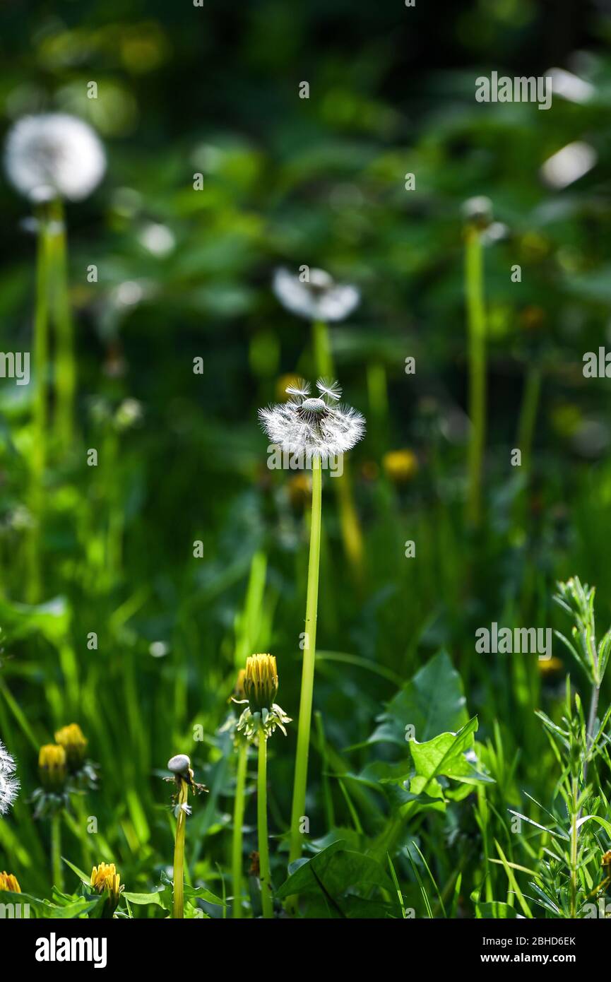 Wild Flowers Dandelion Clocks High Resolution Stock Photography and ...