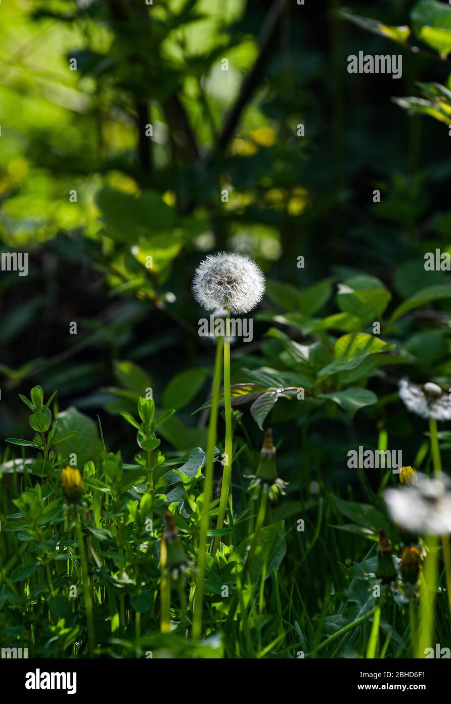 Dandelion seed head sometimes called a dandelion clock - Taraxacum ...