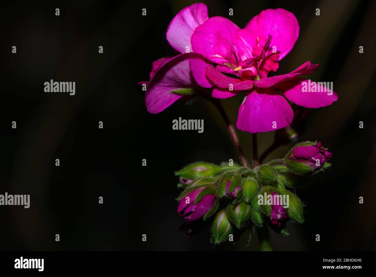 Geranium, Close up macro, while blossoming in spring Stock Photo - Alamy