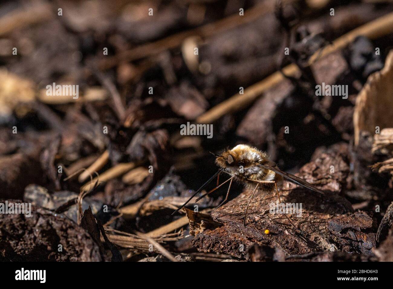 Ground bee egg hi-res stock photography and images - Alamy