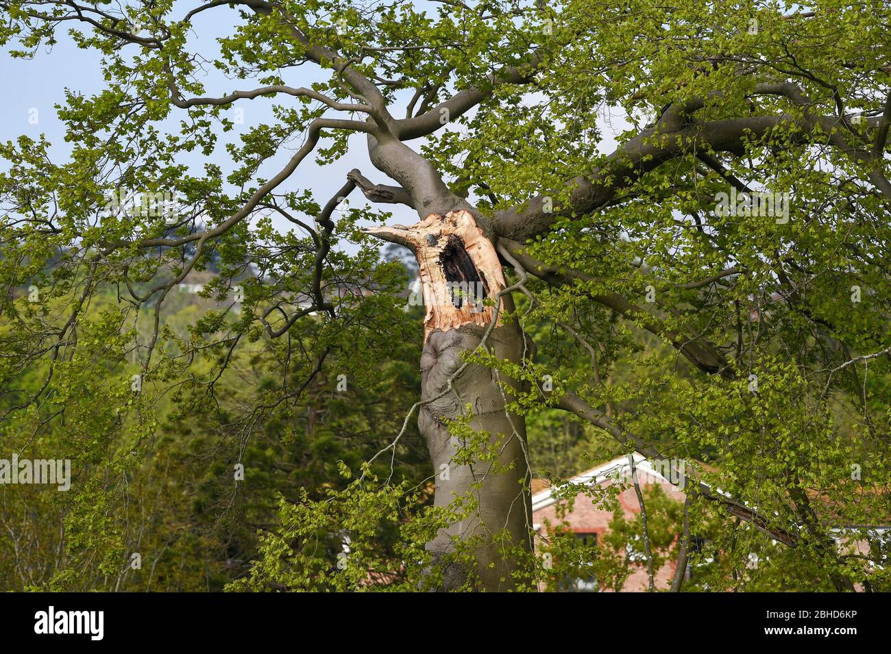 Storm damaged tree with huge branch that had broken away in Withdean ...