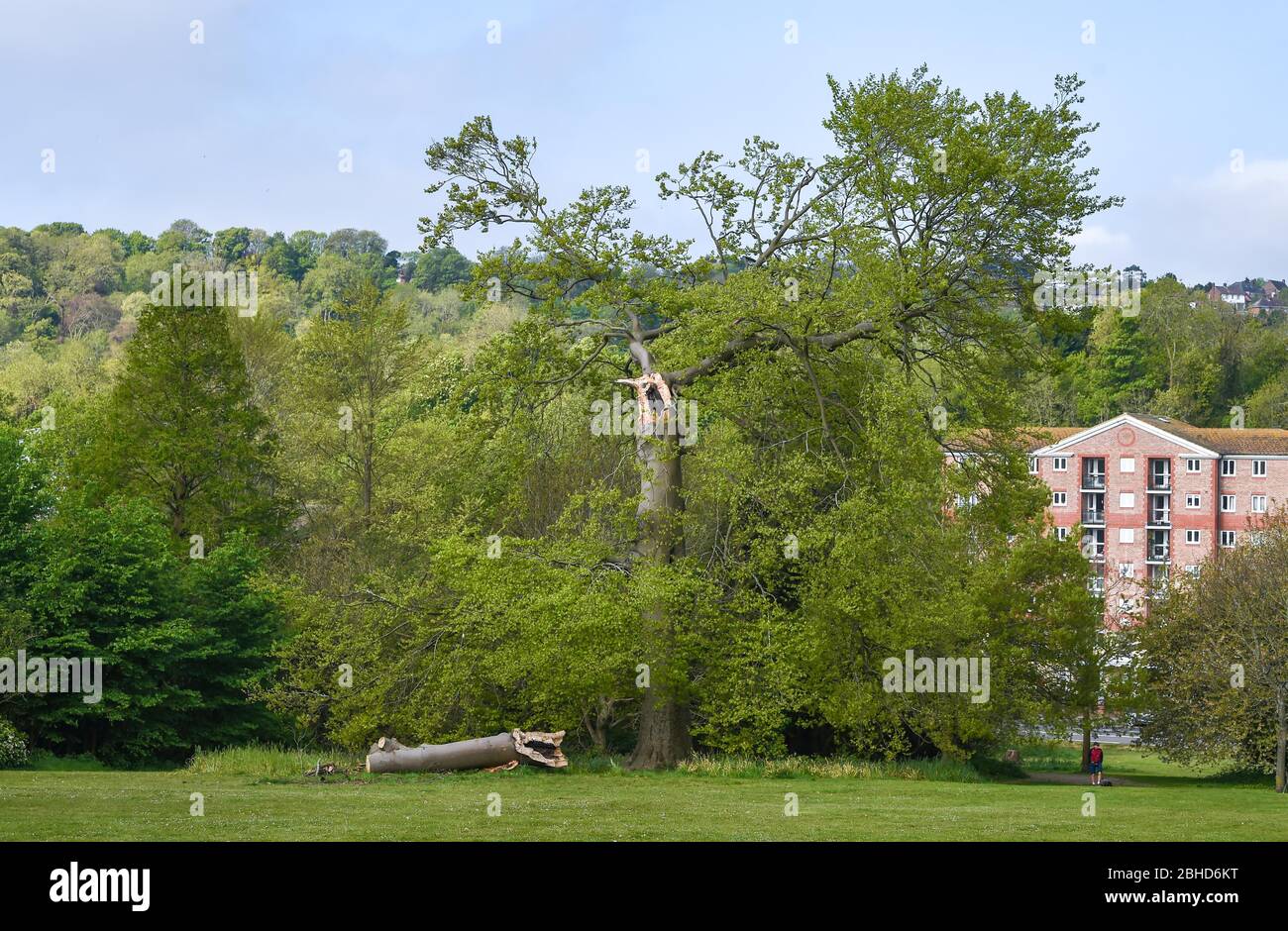 Storm damaged tree with huge branch that had broken away in Withdean ...