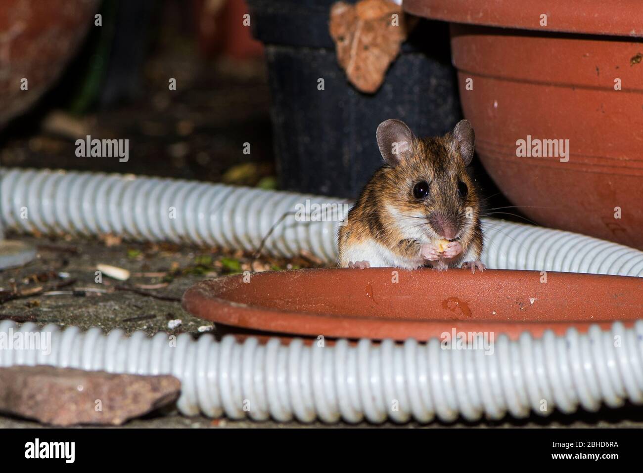 Apodema Sylvaticus, common european woods mouse Stock Photo - Alamy