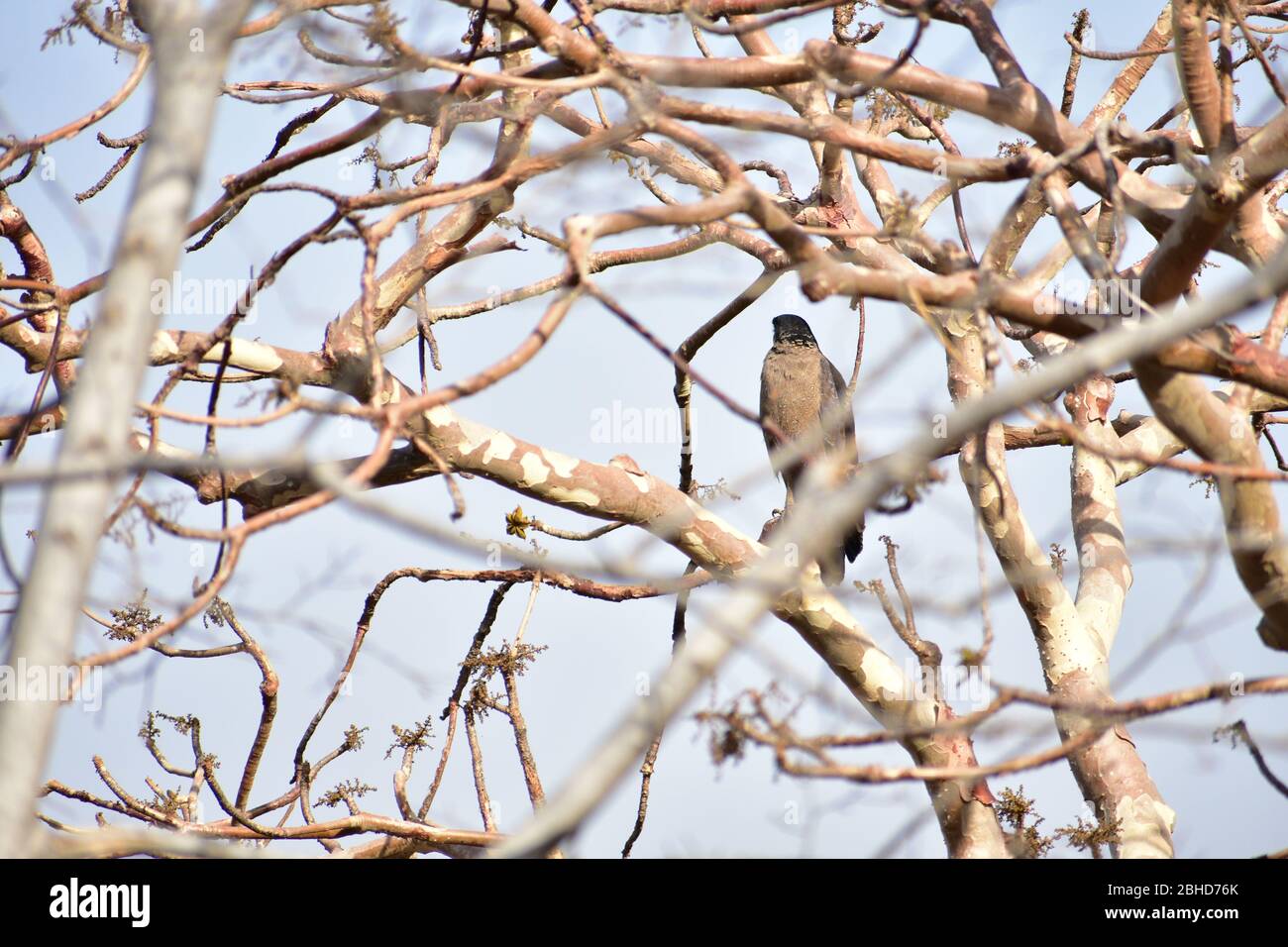 Crested Serpent Eagle (Spilornis cheela) Eagle at kerwa dam bhopal ...