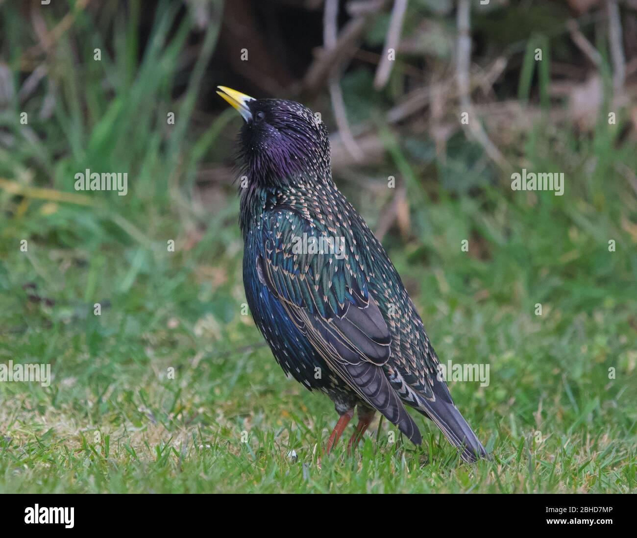 Colourful plumage hi-res stock photography and images - Alamy