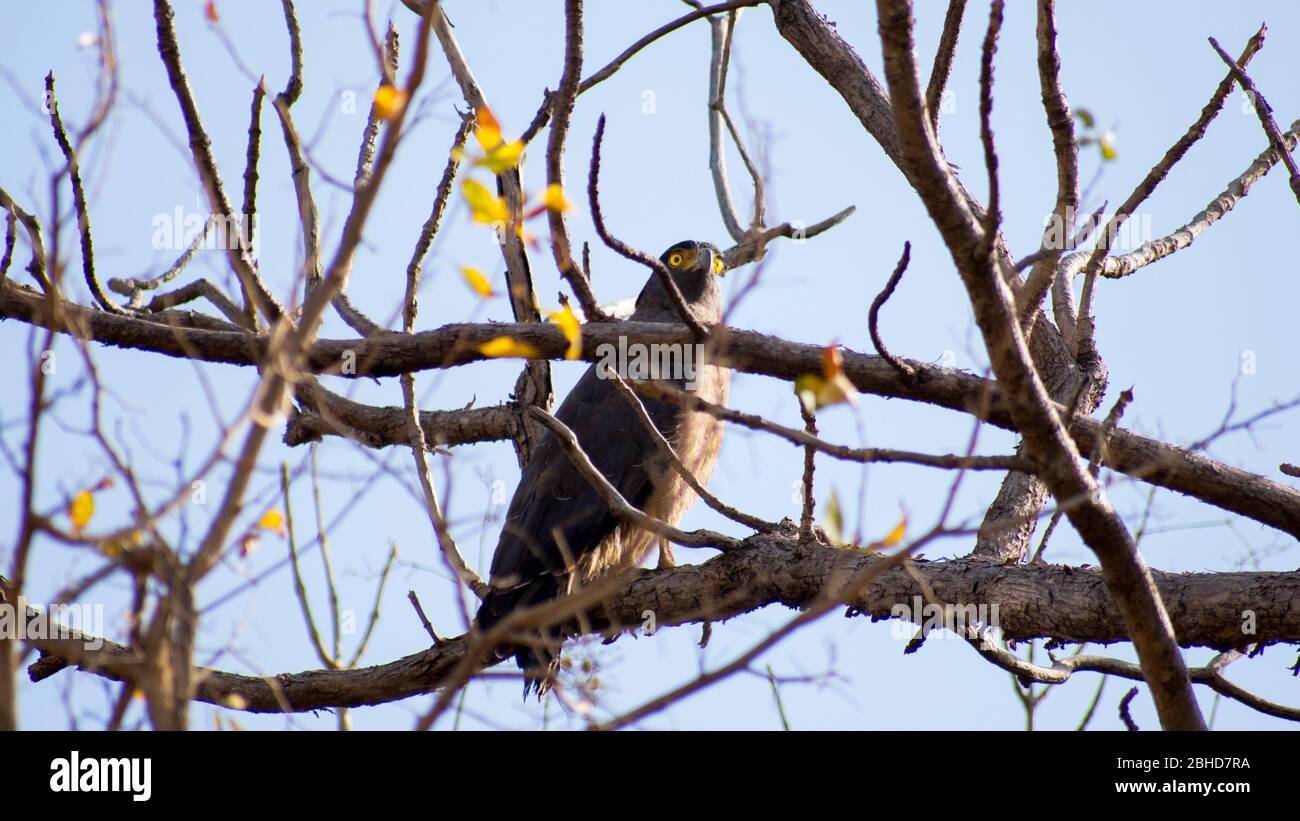 Crested Serpent Eagle (Spilornis cheela) Eagle at kerwa dam bhopal ...