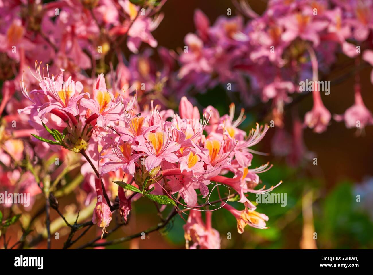 Rhododendron Flower Closeup, Ericaceae Family Stock Photo - Alamy