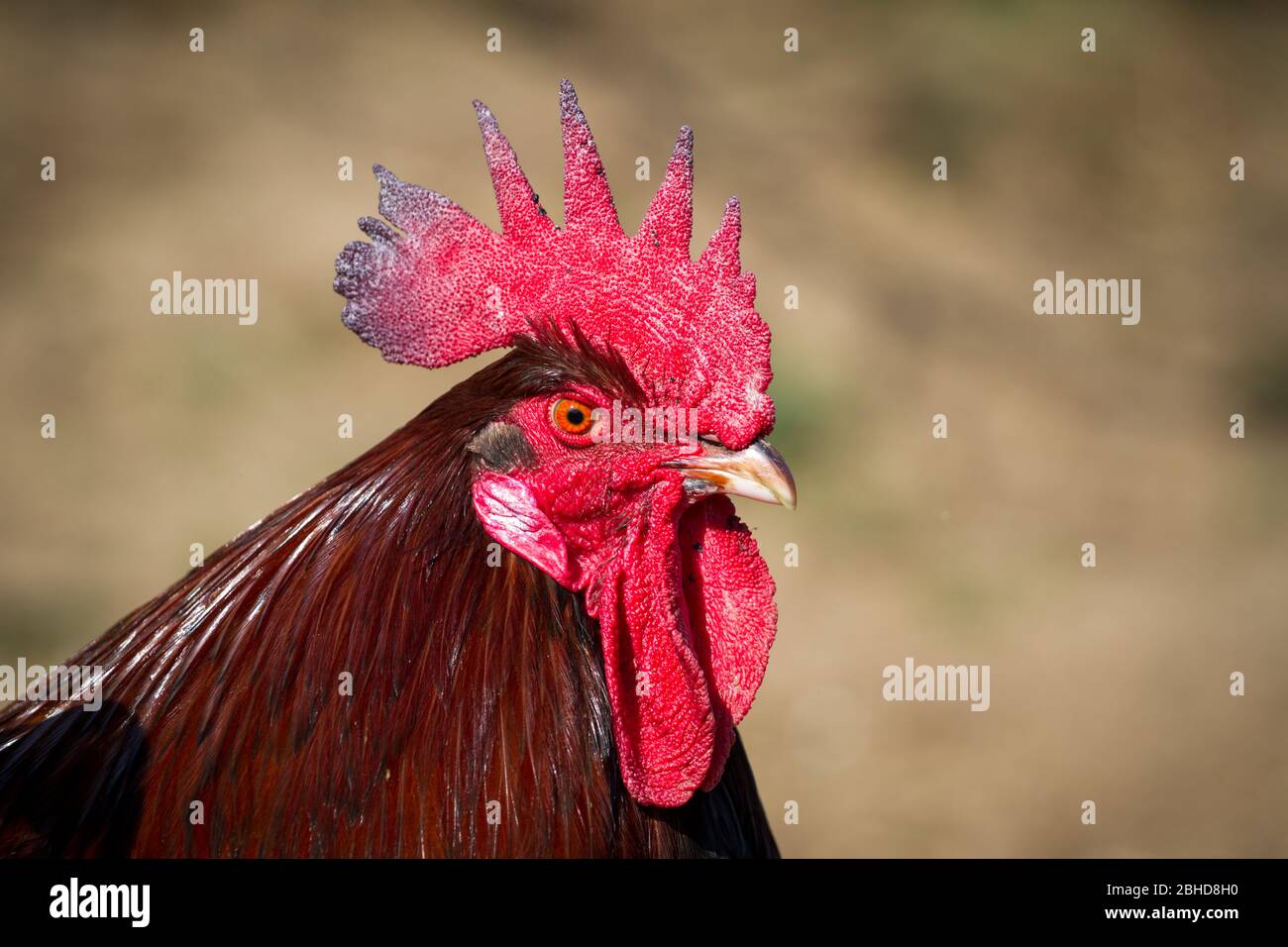 Old rooster hi-res stock photography and images - Alamy