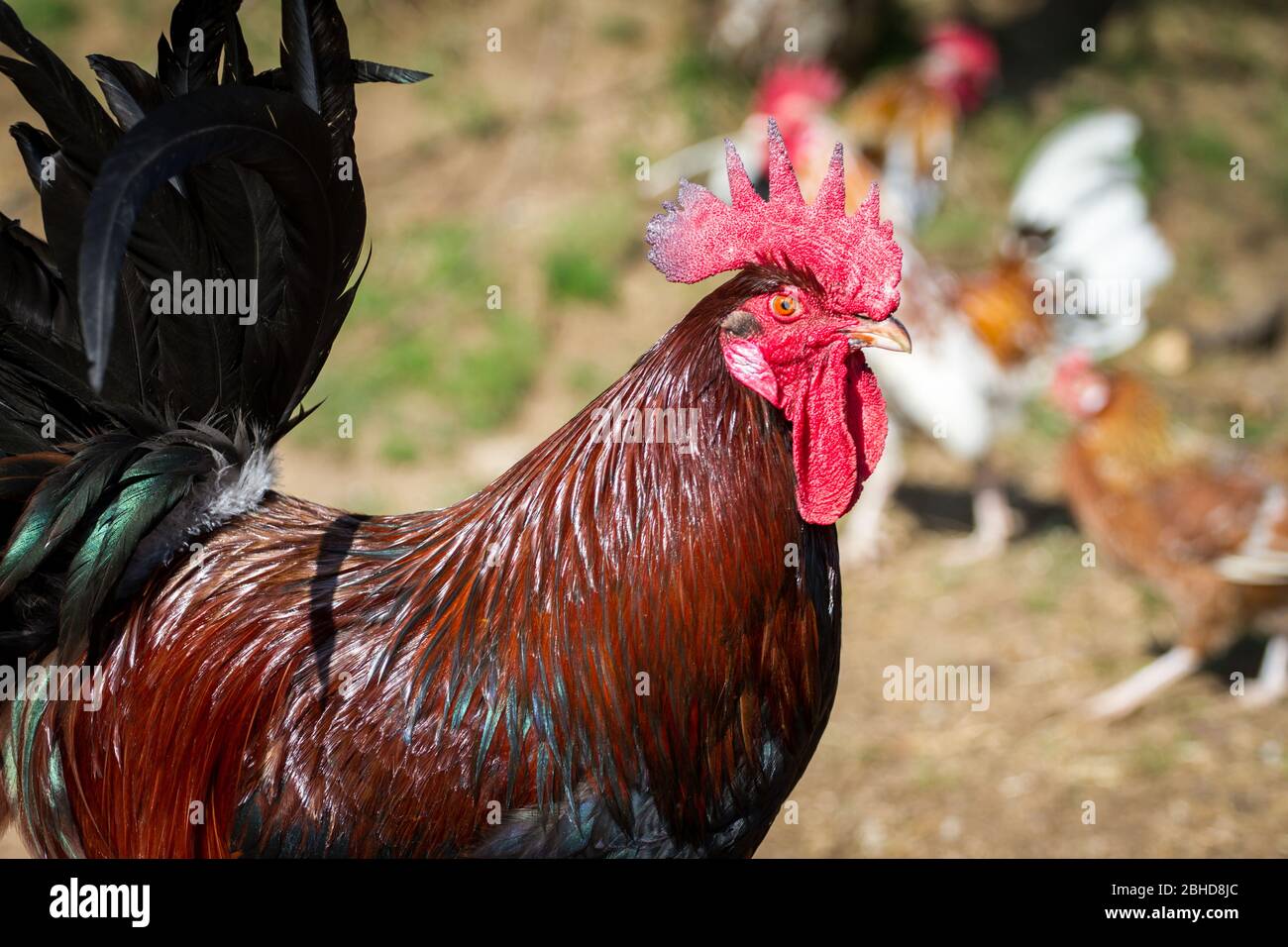 Dorking rooster, old english chicken breed Stock Photo - Alamy