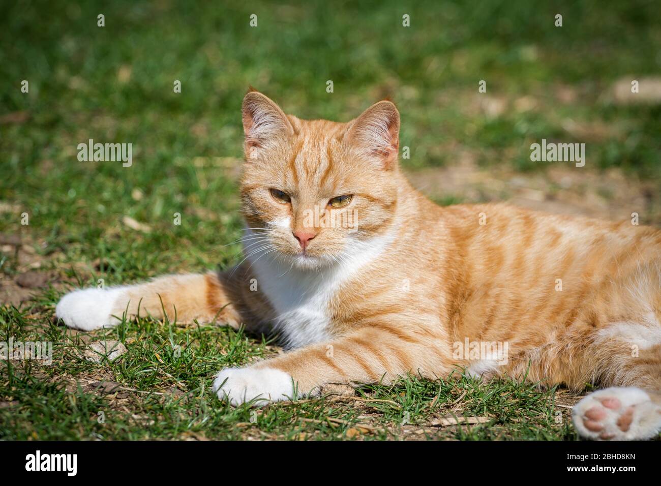 Male tabby cat hi-res stock photography and images - Alamy