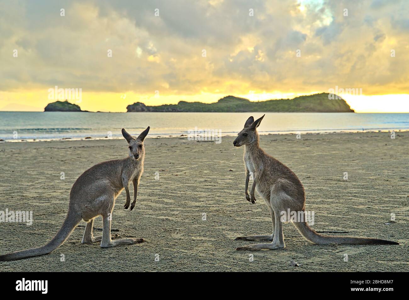 Kangaroo during sunrise at Cape Hillsborough on the beach Stock Photo ...