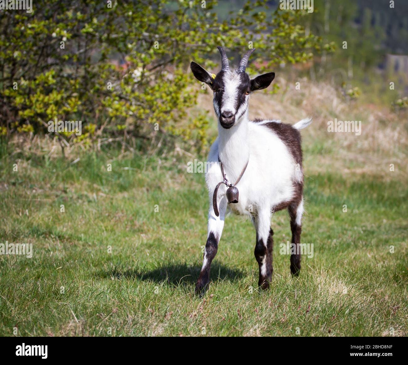 Peacock goat, Pfauenziege (Capra aegagrus hircus), an old goat breed ...