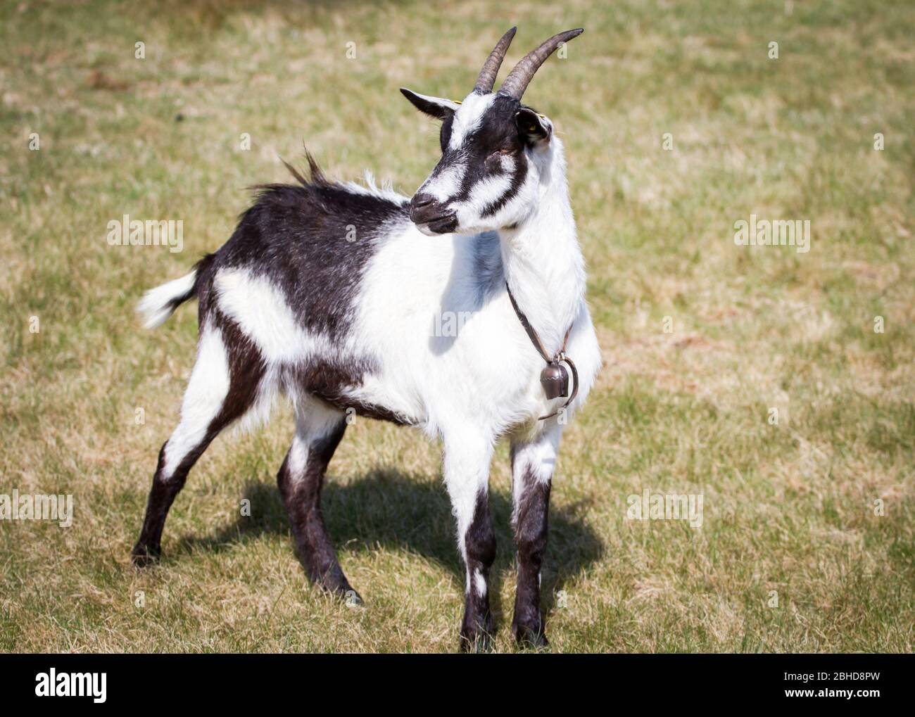 Peacock goat, Pfauenziege (Capra aegagrus hircus), an old goat breed ...