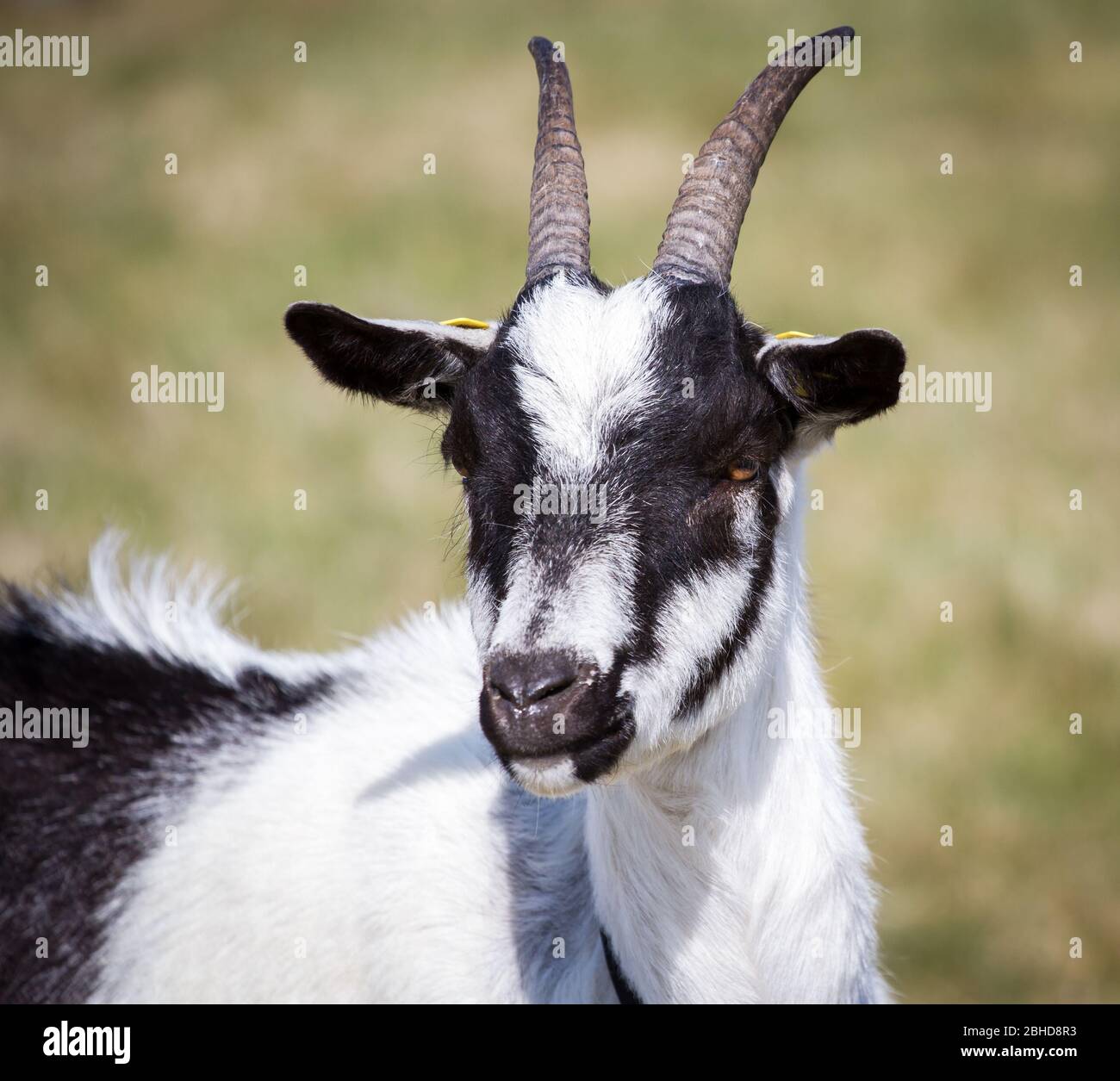 Peacock goat, Pfauenziege (Capra aegagrus hircus), an old goat breed ...
