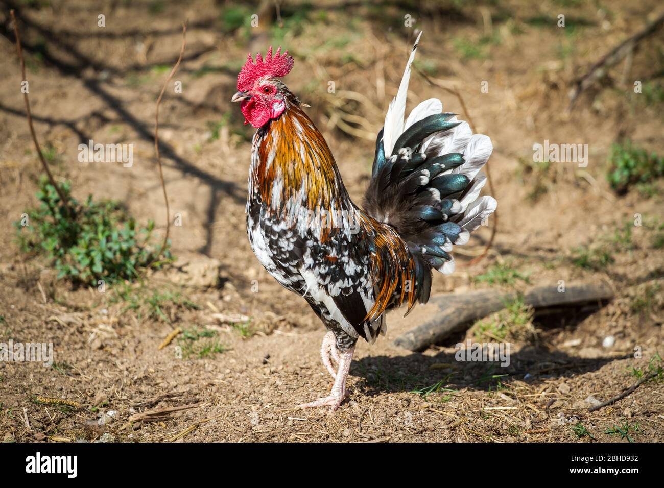 Chicken gallus gallus domesticus rooster hi-res stock photography and ...