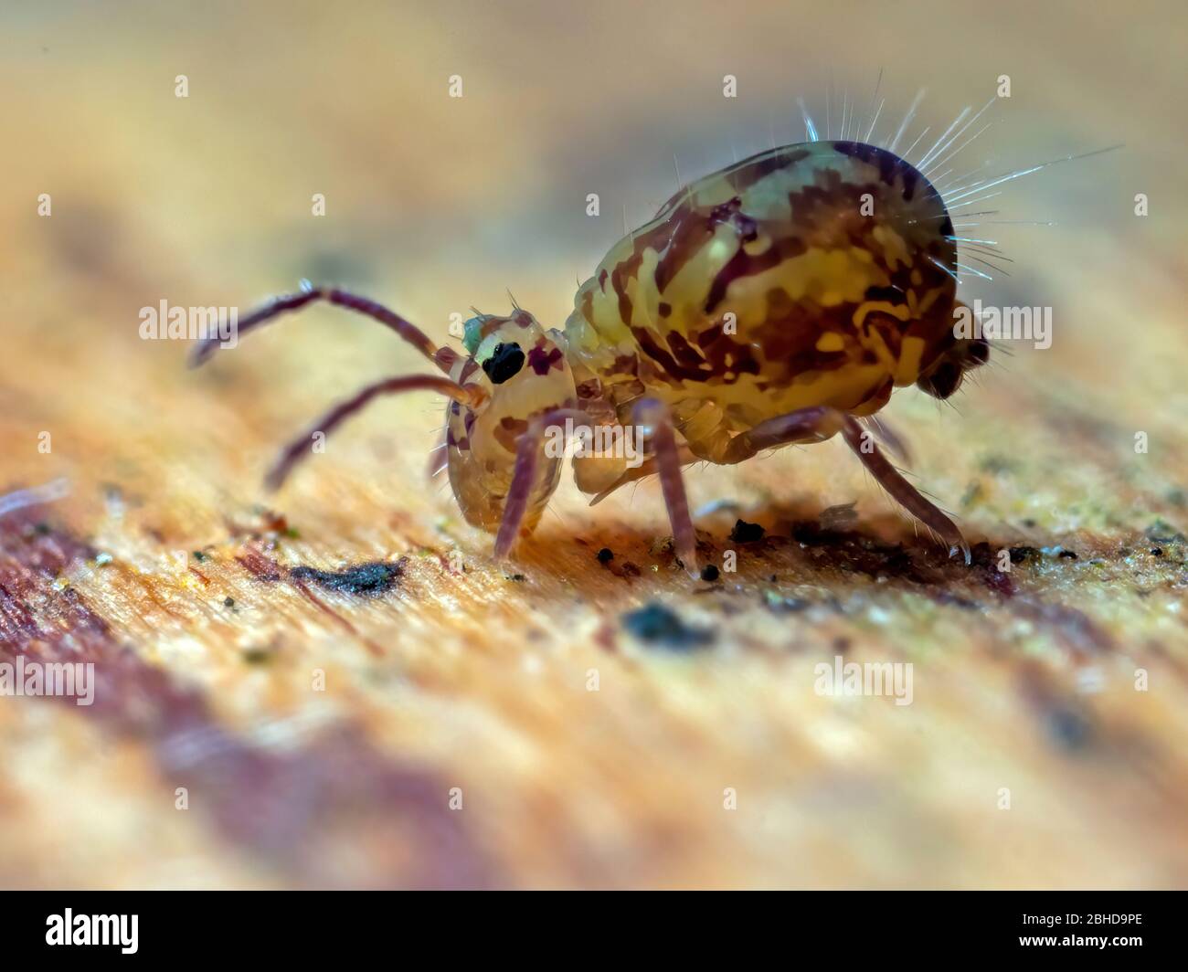 Springtail collembola hi-res stock photography and images - Alamy