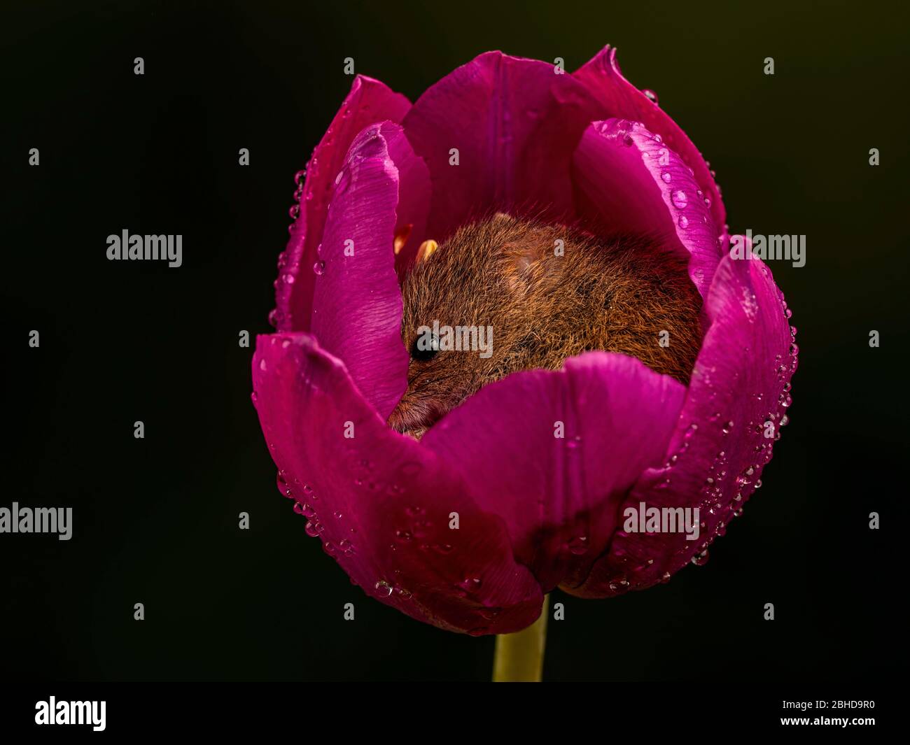 A harvest mouse curled up in a purple tulip Stock Photo - Alamy