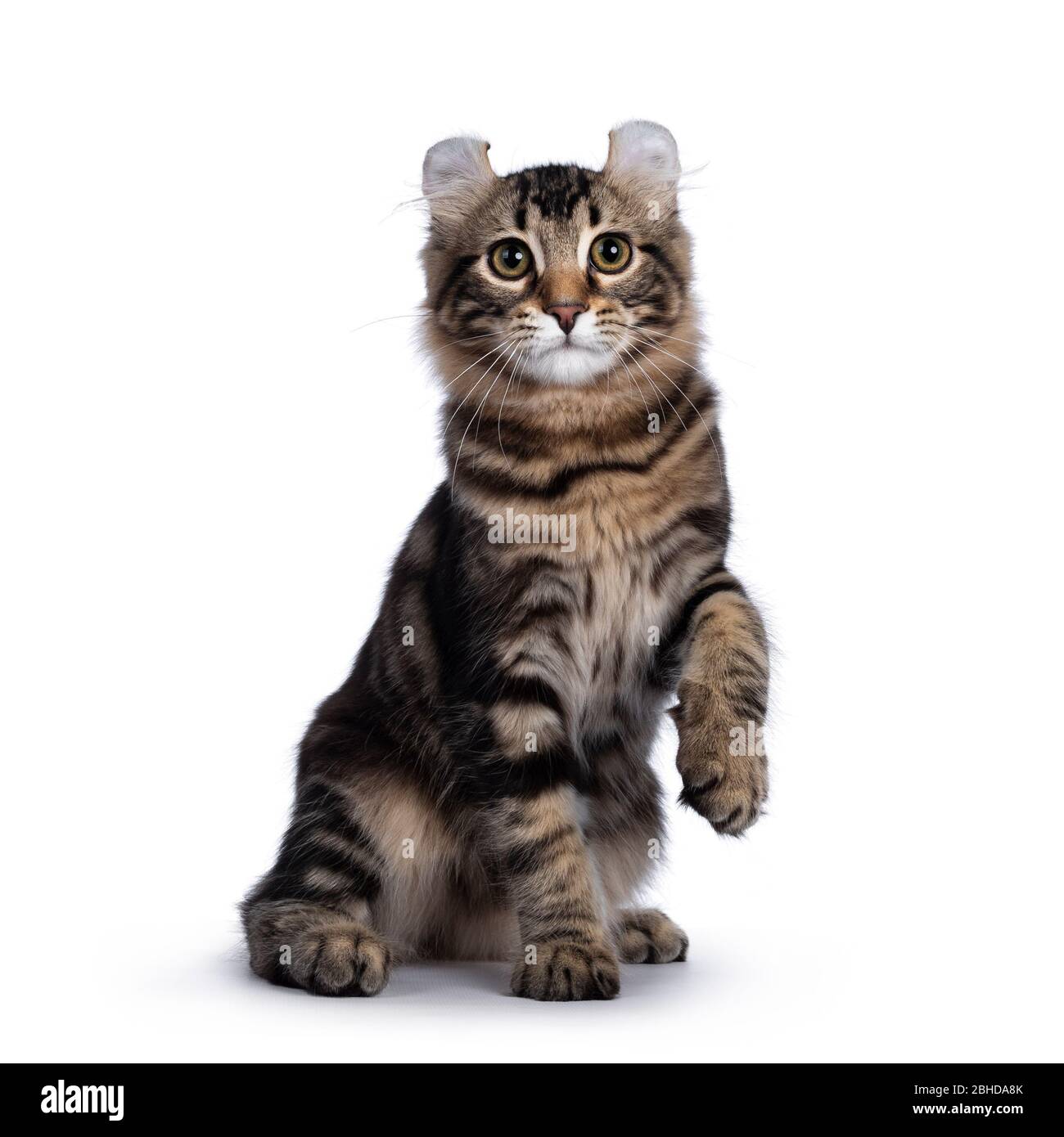 Adorable black tabby blotched American Curl cat kitten, sitting side ...