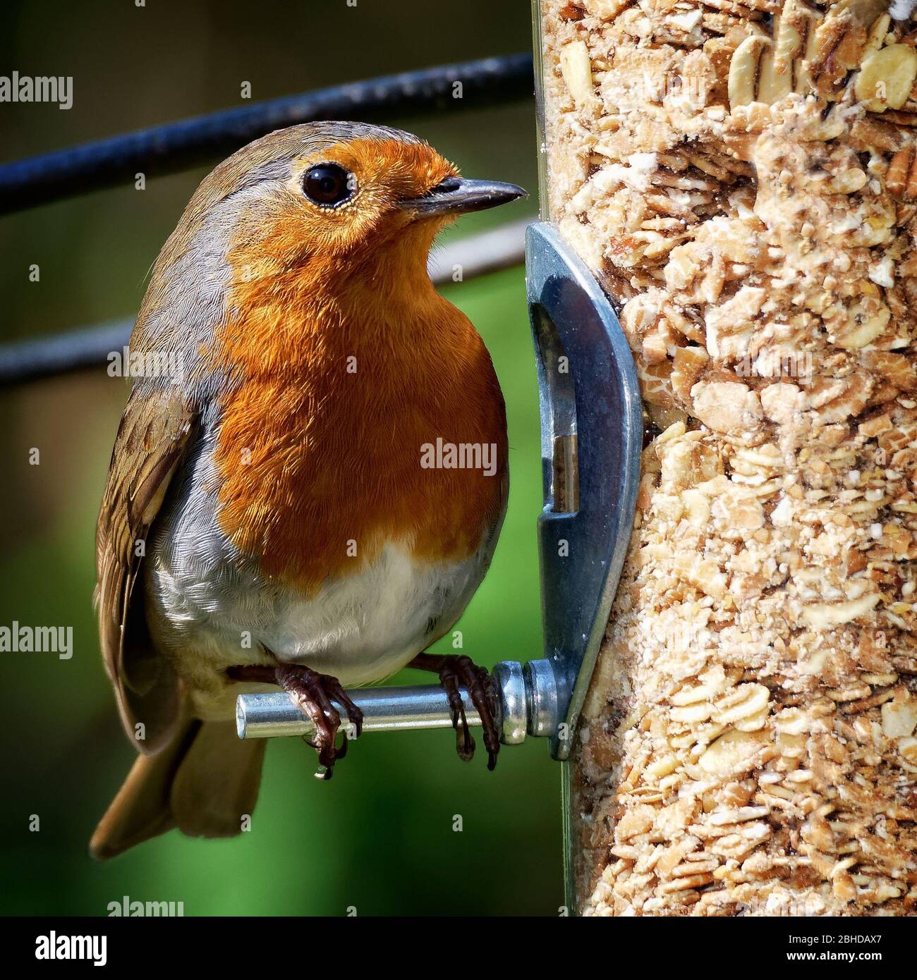 Robinfeeding hi-res stock photography and images - Alamy