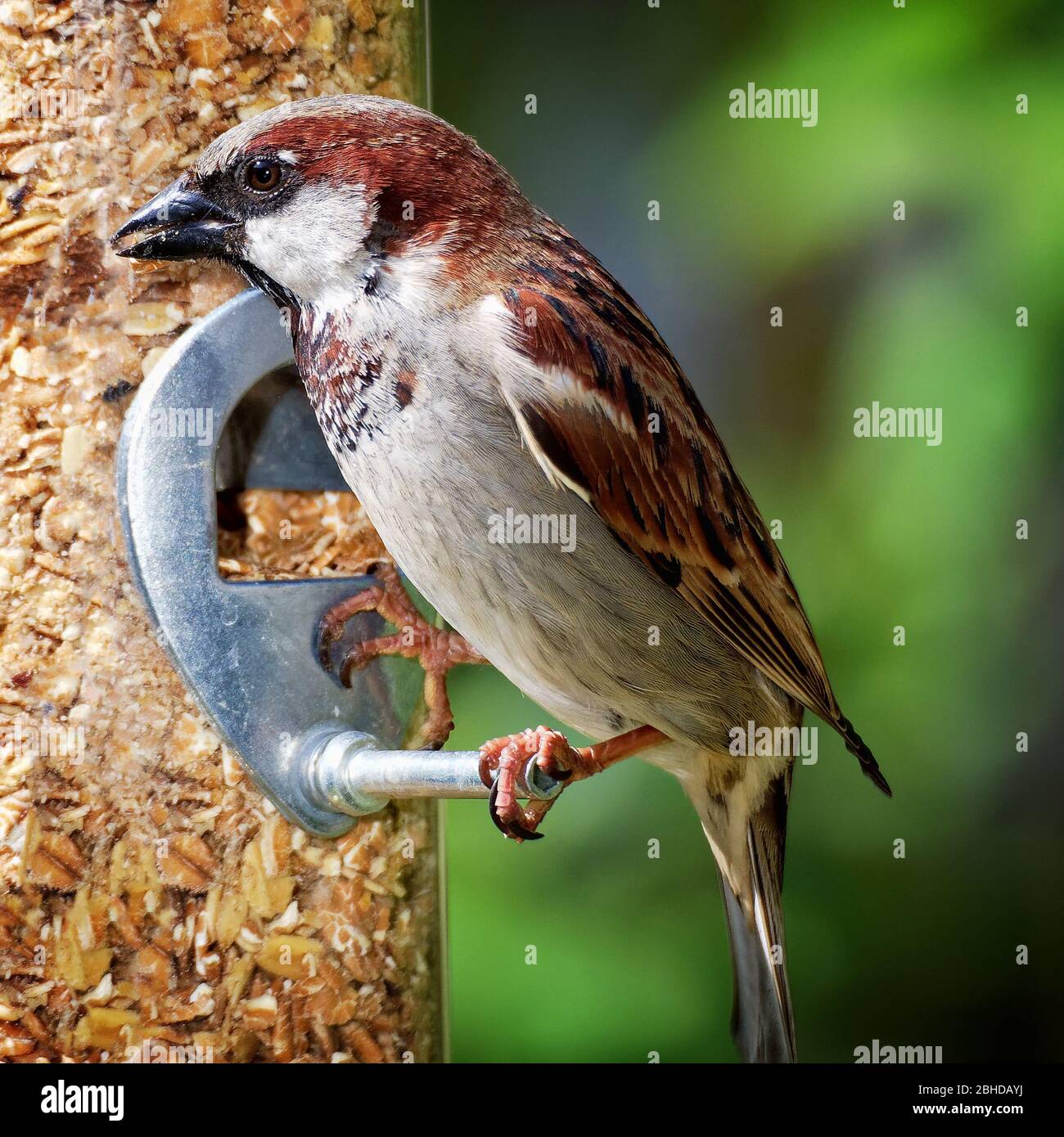 Common sparrow hi-res stock photography and images - Alamy