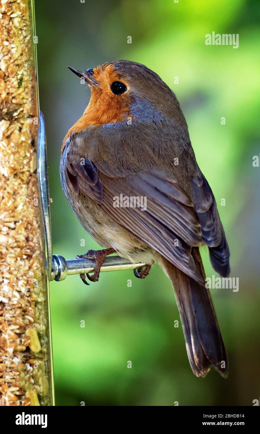 Robinfeeding hi-res stock photography and images - Alamy