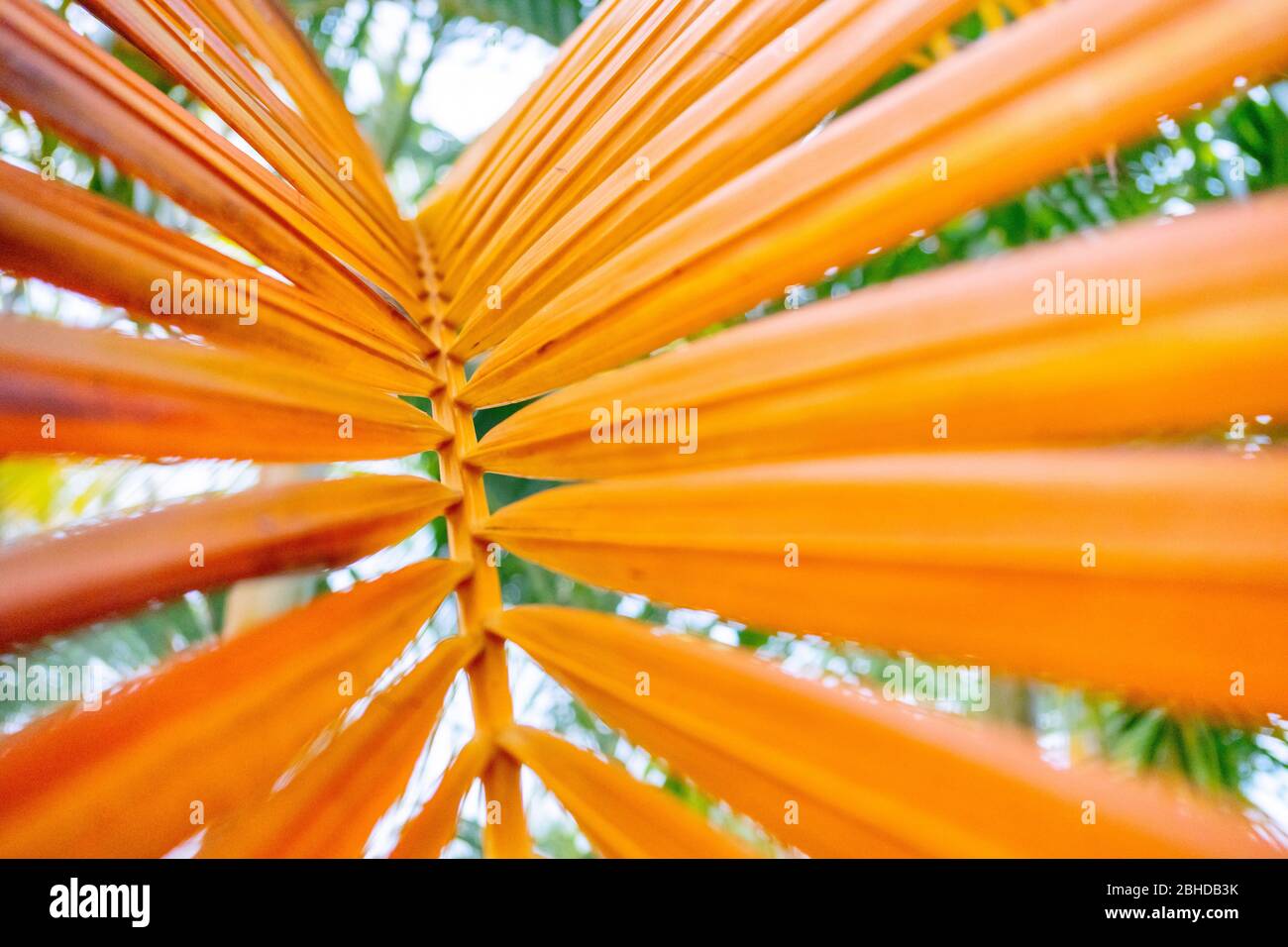 The Orange Palm leaves on causes of its plant hormone Stock Photo - Alamy