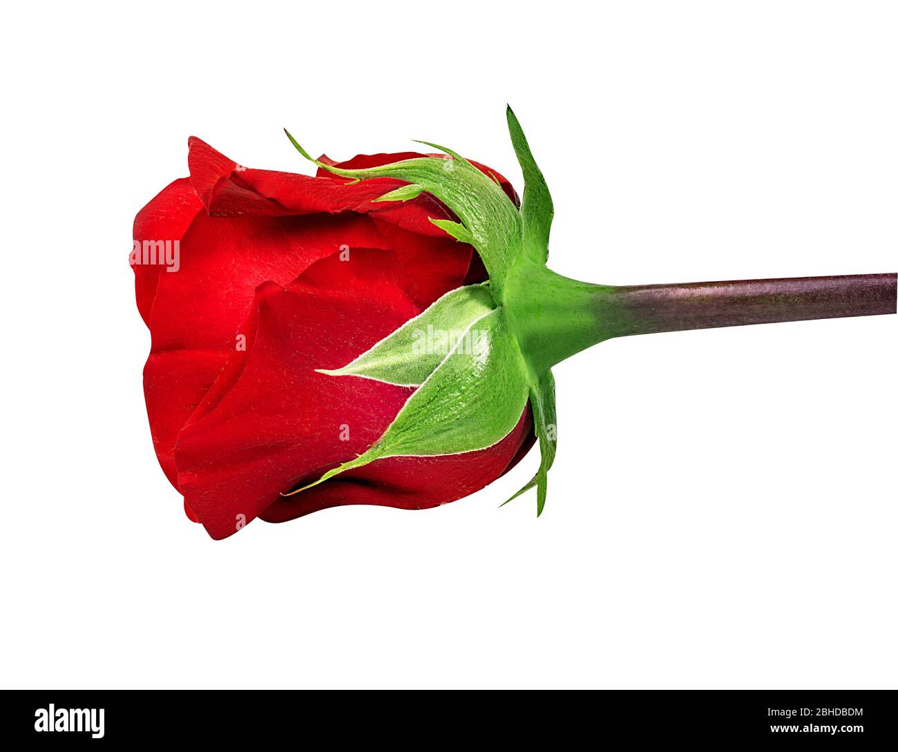 rose isolated on white background Stock Photo - Alamy