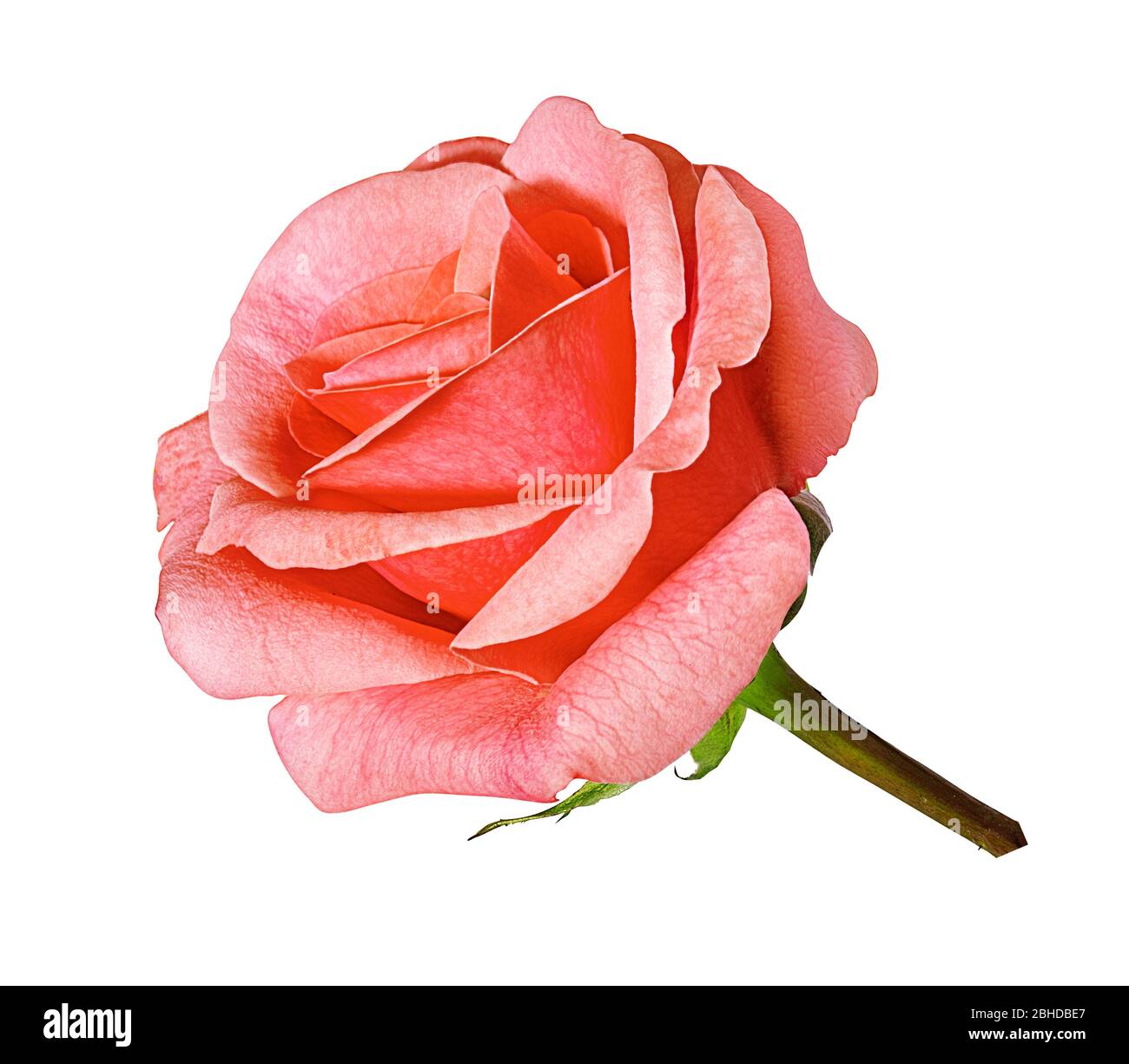 rose isolated on white background Stock Photo - Alamy