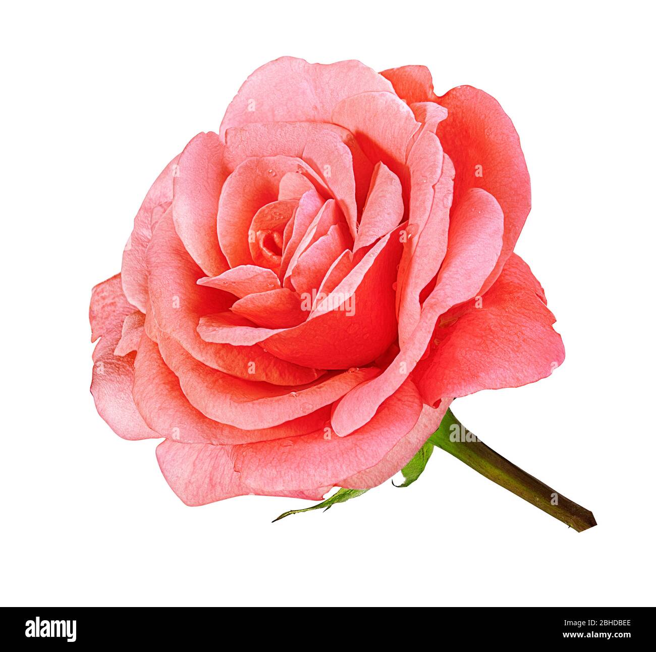 rose isolated on white background Stock Photo - Alamy