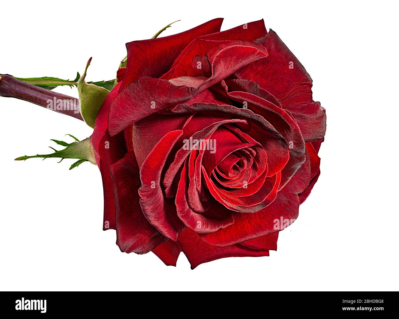rose isolated on white background Stock Photo - Alamy