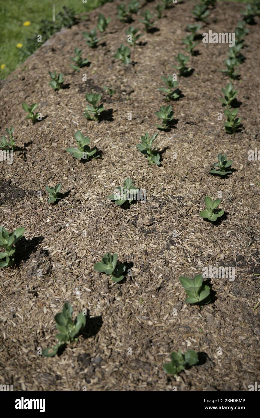 Broad bean seedlings growing in allotment bed in English country garden ...