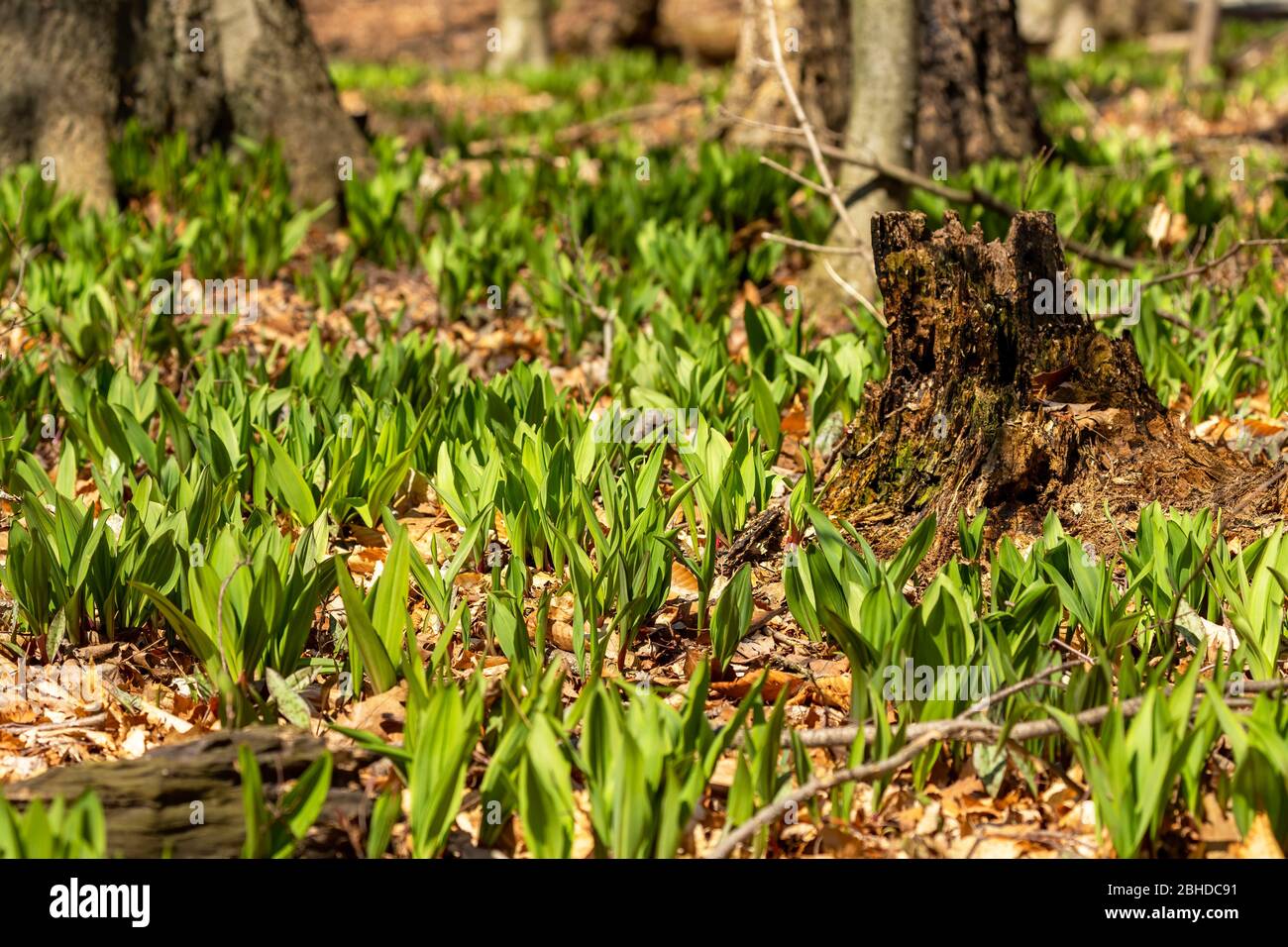Whole Tree And Roots High Resolution Stock Photography and Images - Alamy