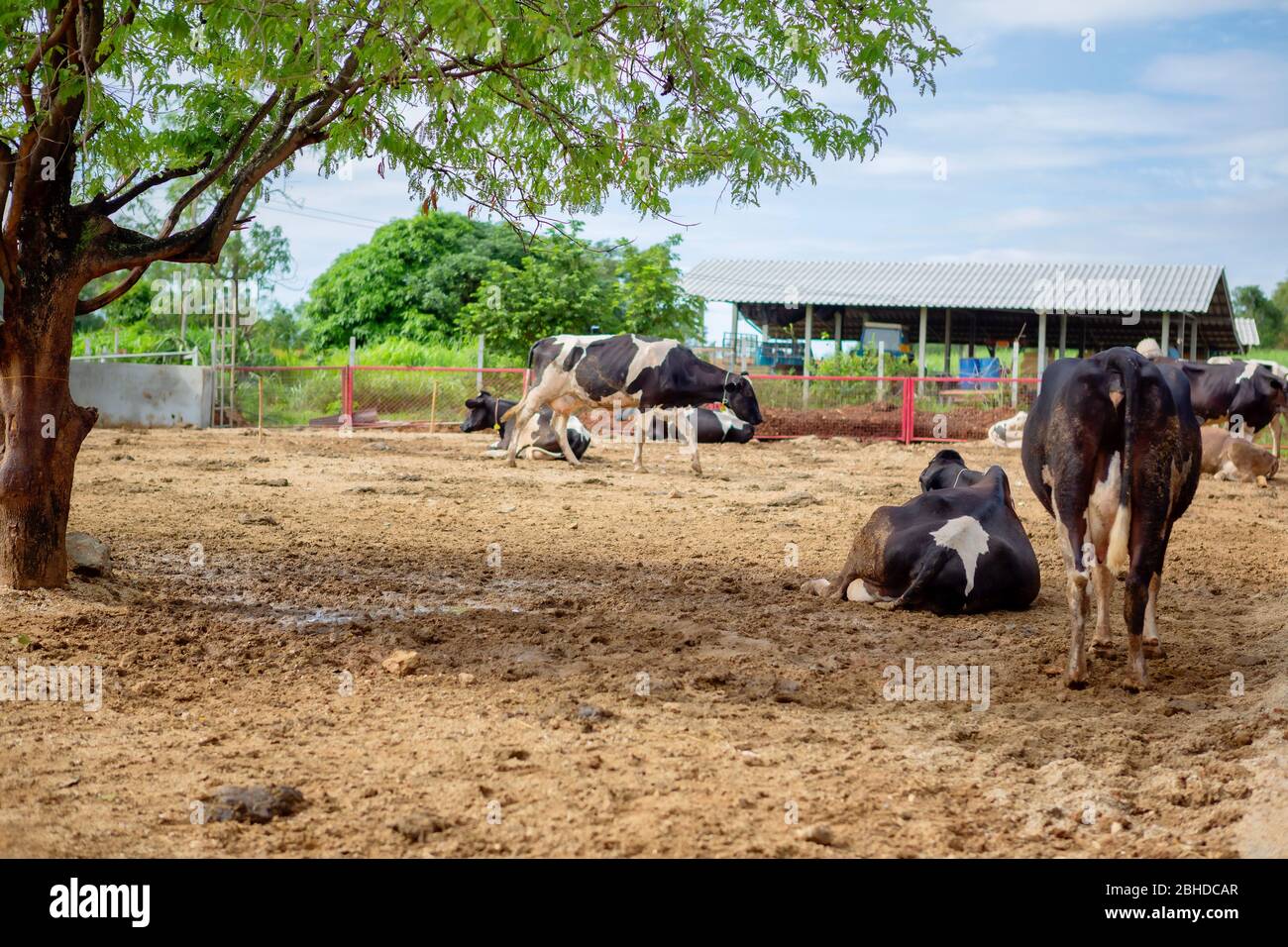 Cow dunk hi-res stock photography and images - Alamy