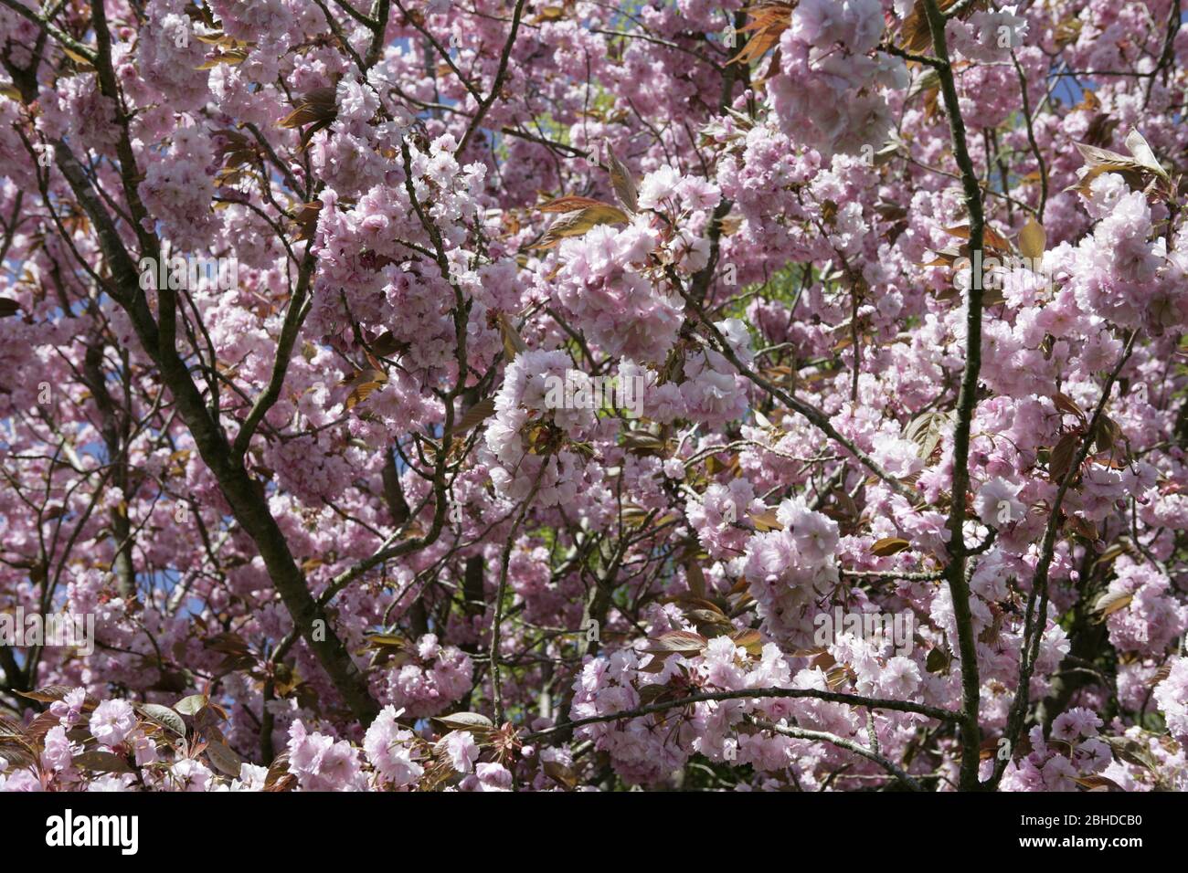 Cherry blossom tree branches hi-res stock photography and images - Alamy