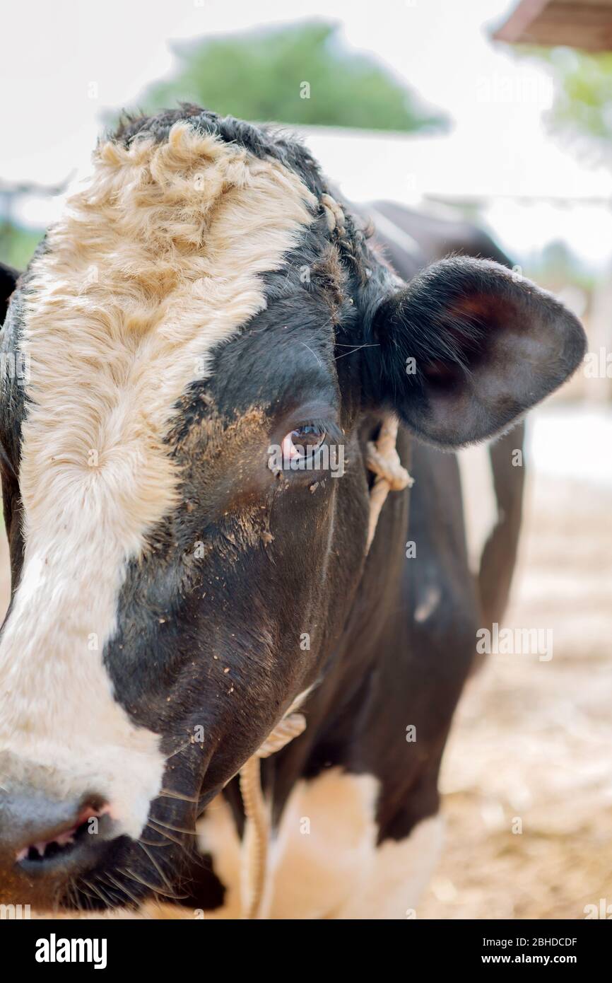 Cow dunk hi-res stock photography and images - Alamy
