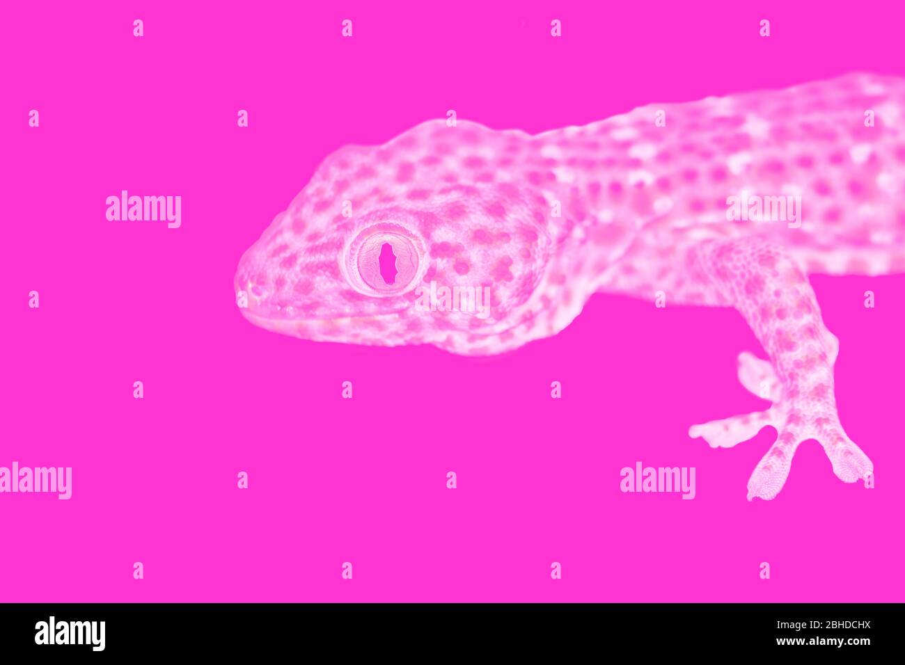 Photo manipulations of pink Tokay Gecko (Gekko gecko) on pink ...
