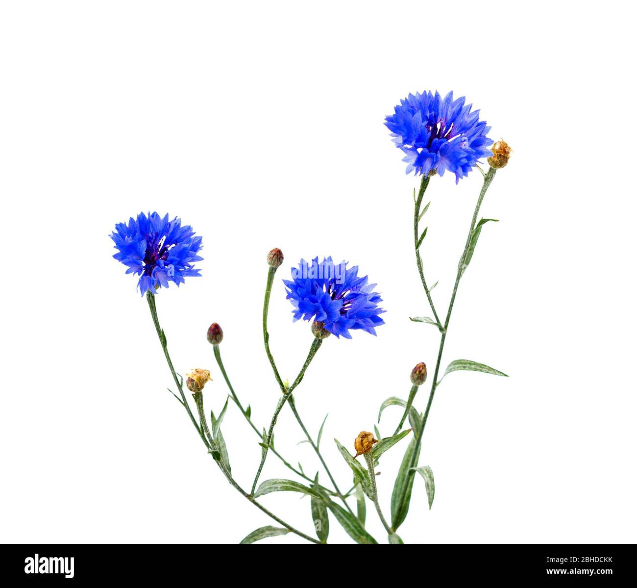 Blue Cornflower Plant